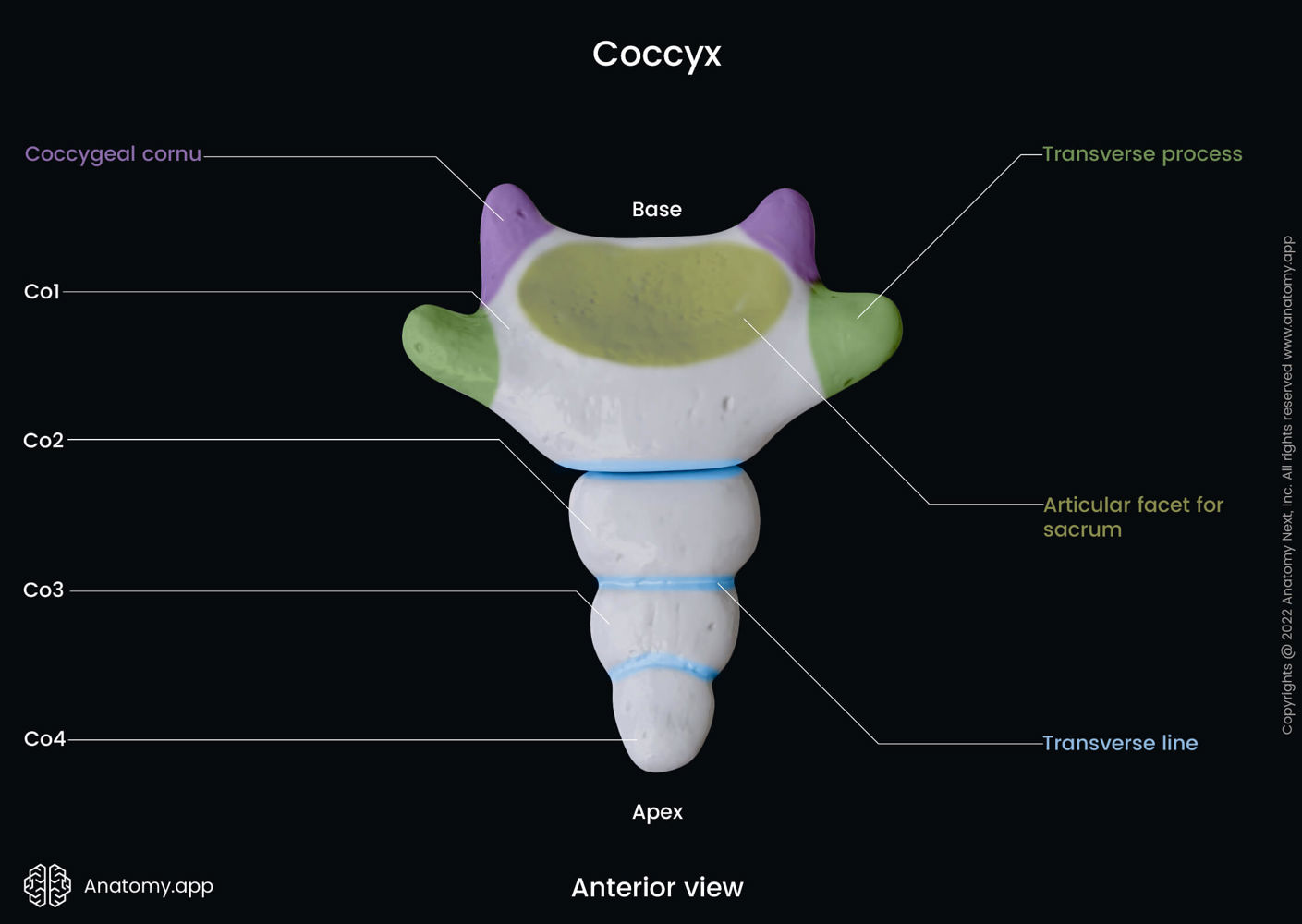 Coccyx | Anatomy.app