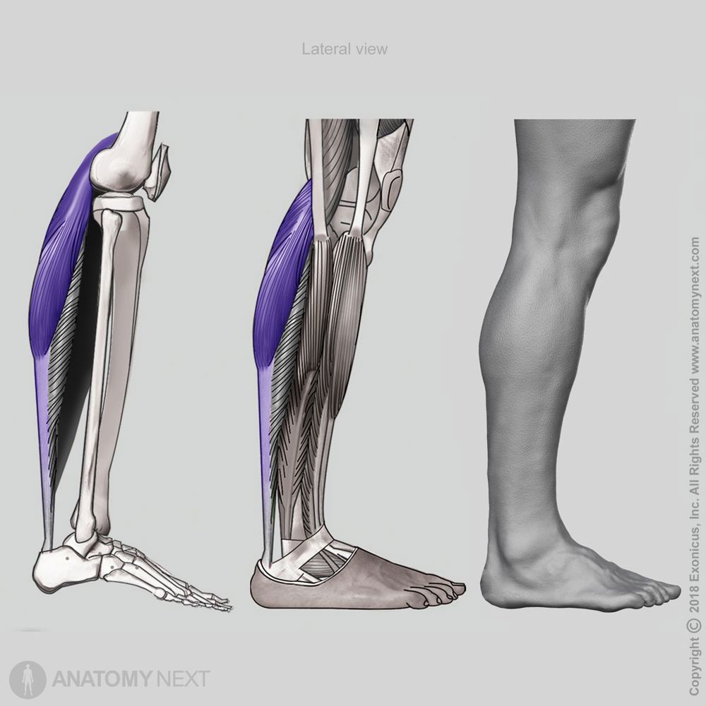 Gastrocnemius | Anatomy.app