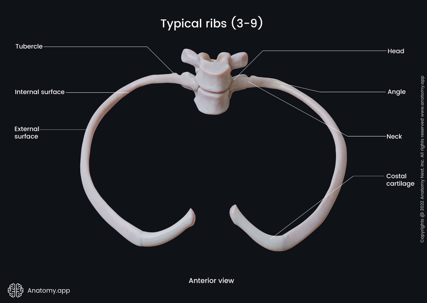 Ribs | Anatomy.app