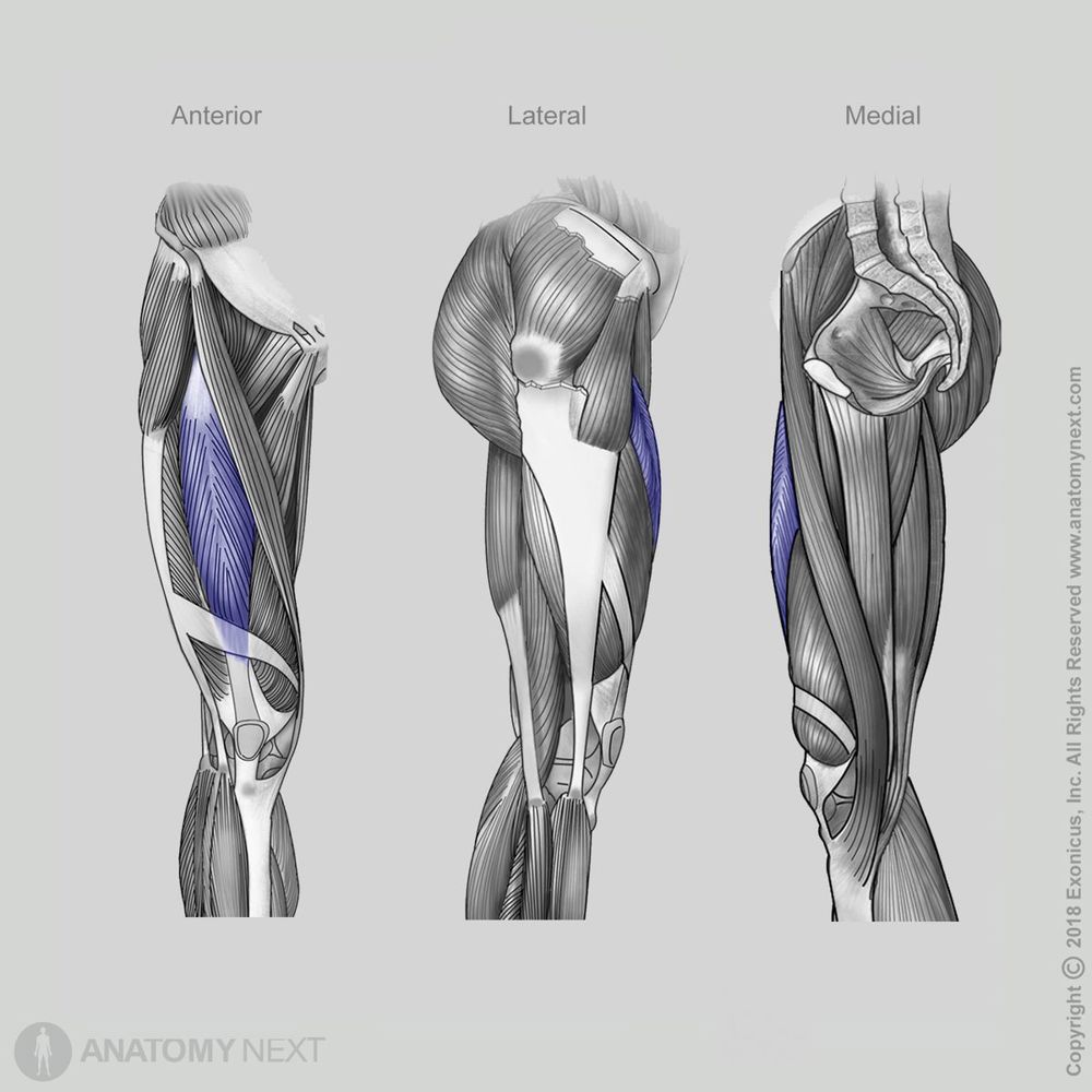Rectus femoris | Anatomy.app