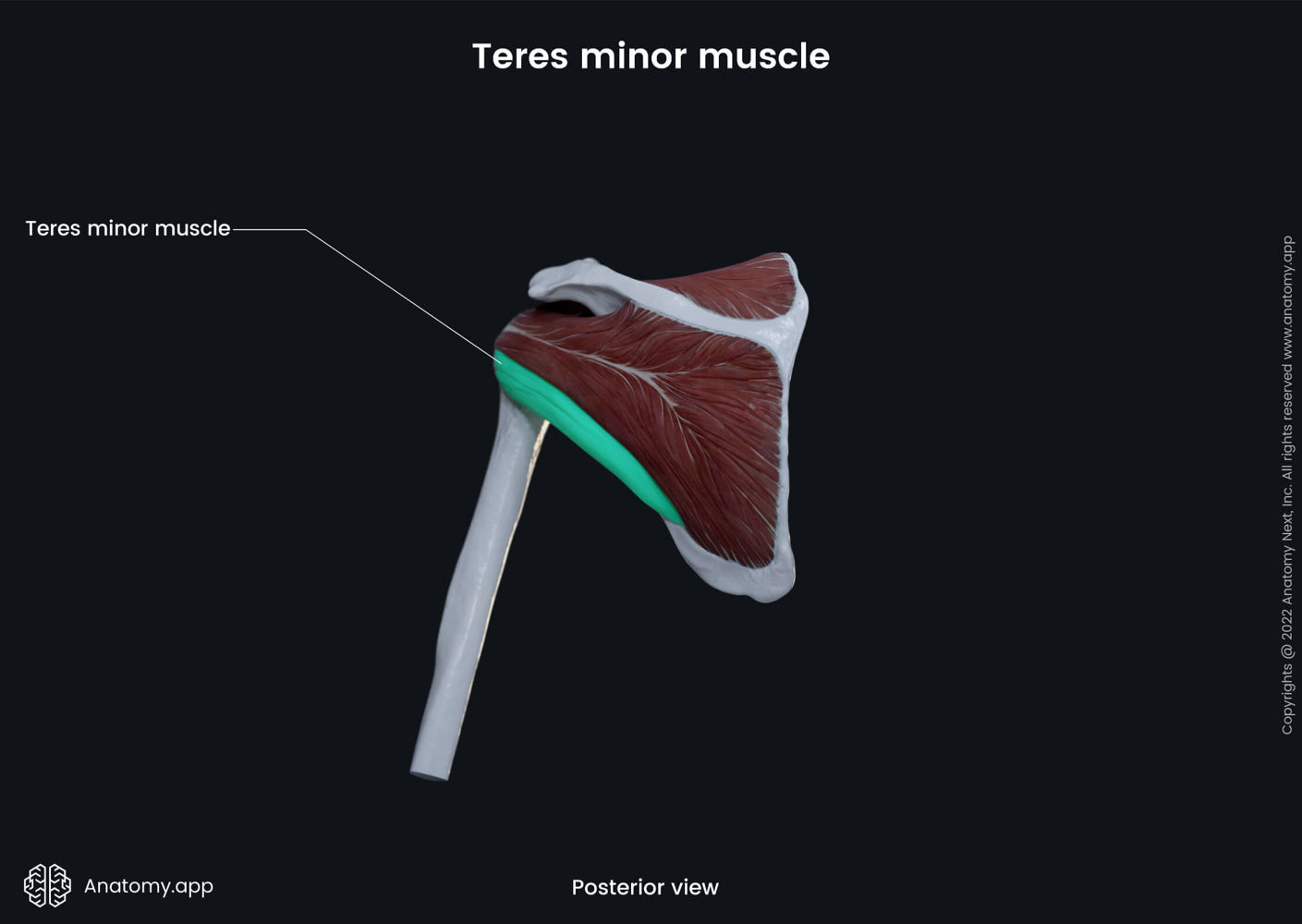Teres minor | Anatomy.app