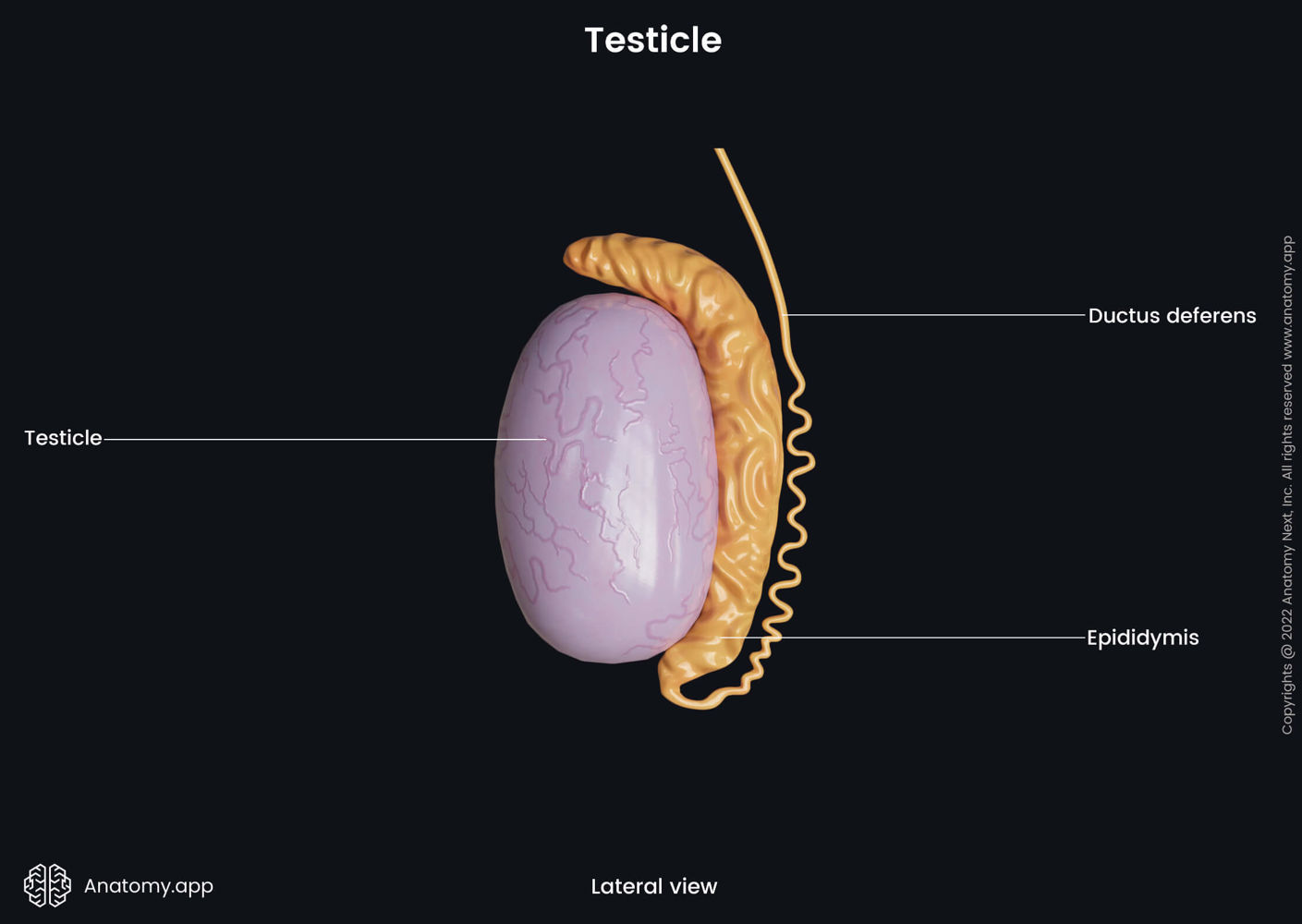Testicles | Anatomy.app