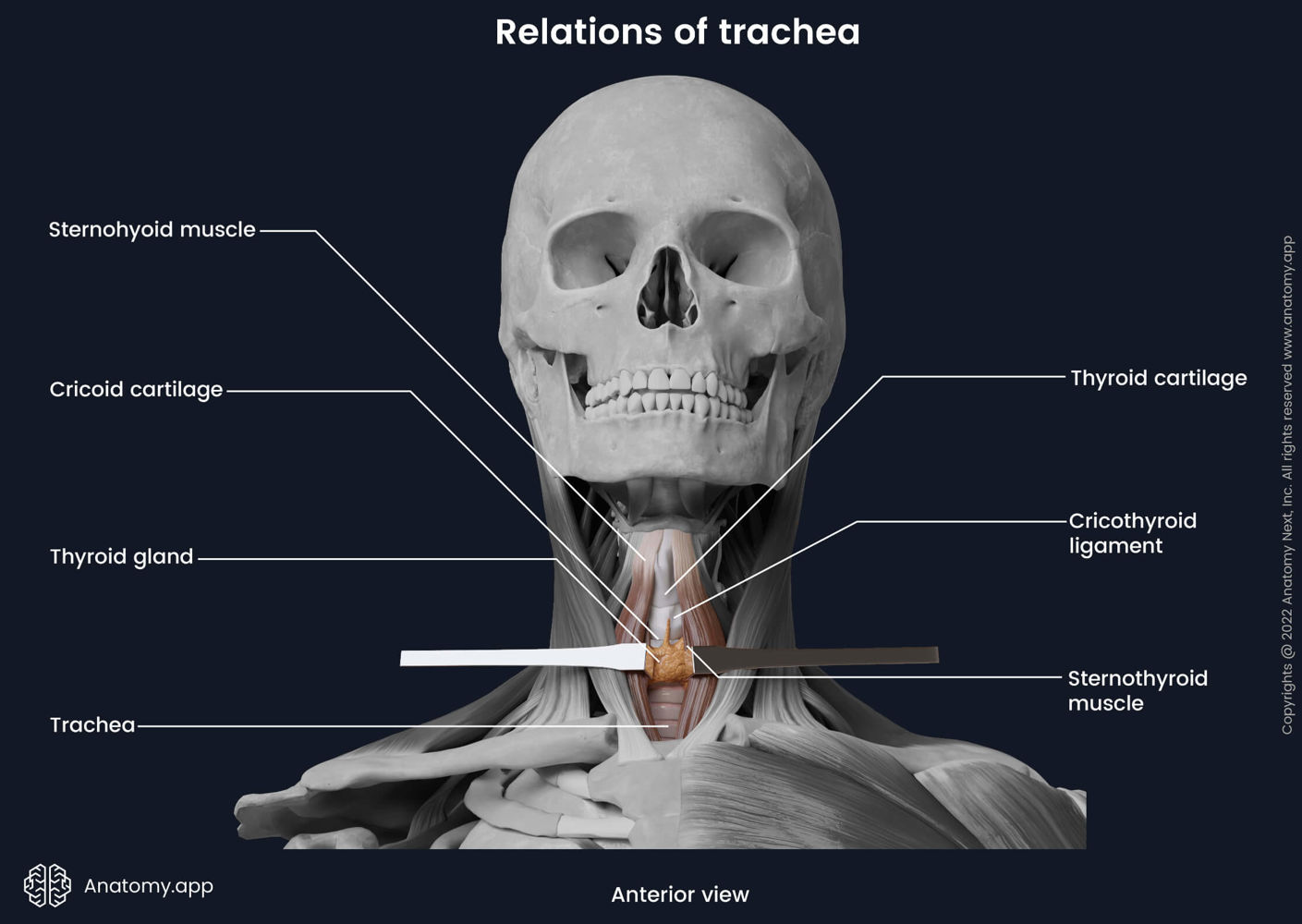 Trachea | Anatomy.app