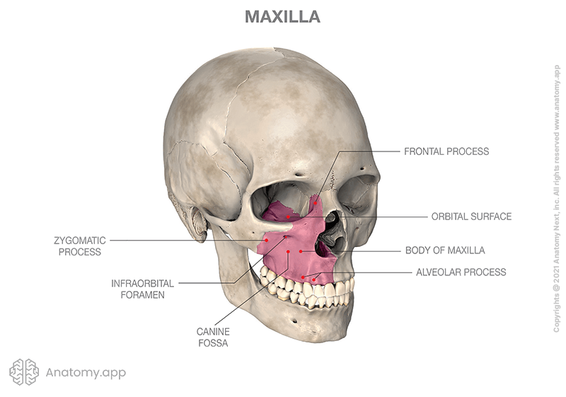 Maxilla | Encyclopedia | Anatomy.app | Learn anatomy | 3D models ...