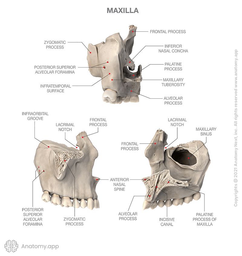 Overview And Histology Of Maxillary Bone A Rendered 3d Download