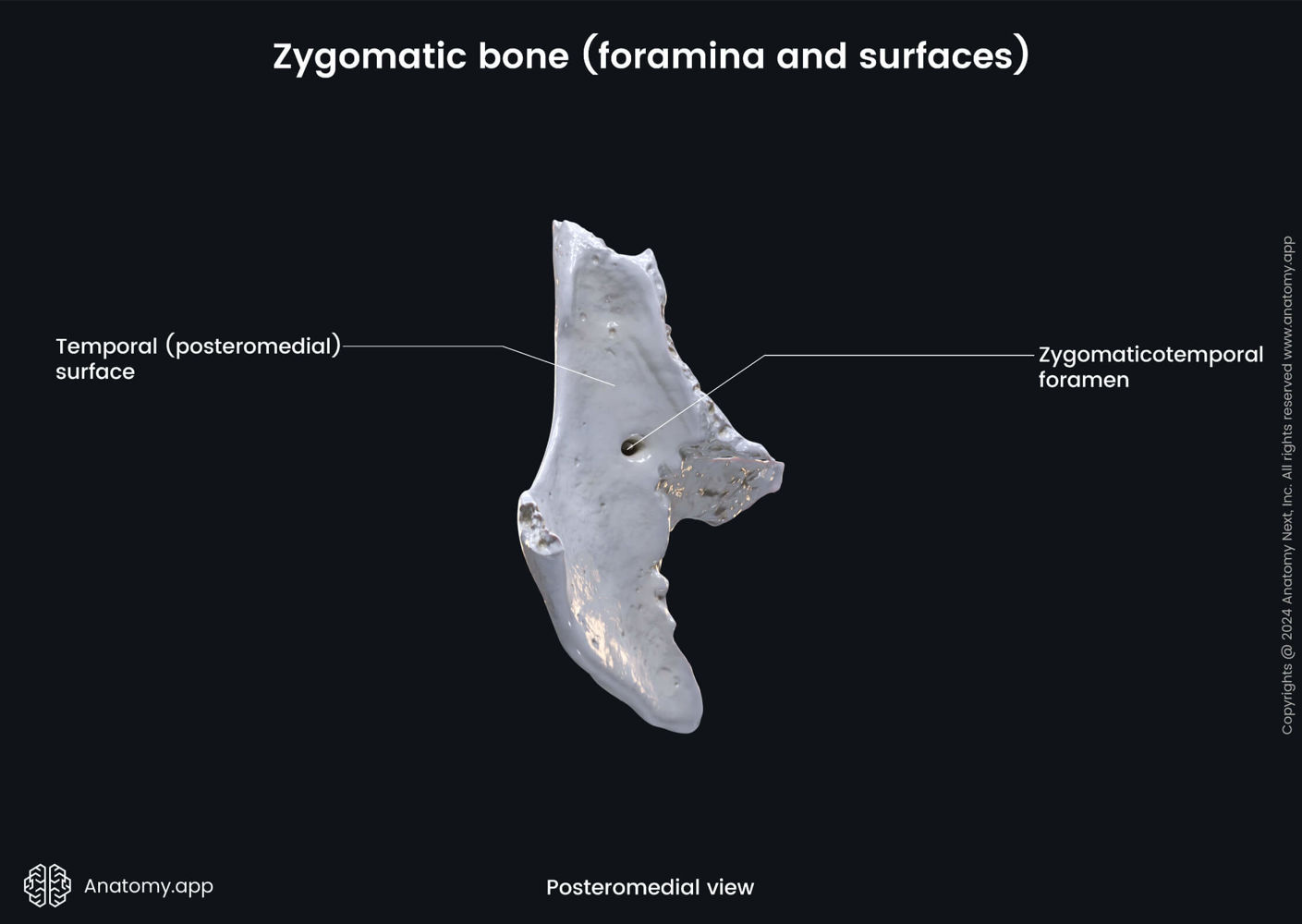 Zygomatic bone | Anatomy.app