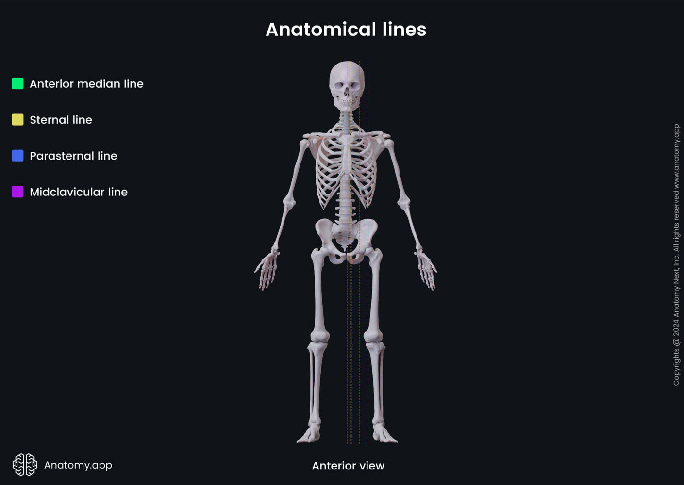 Anatomical terminology | Anatomy.app
