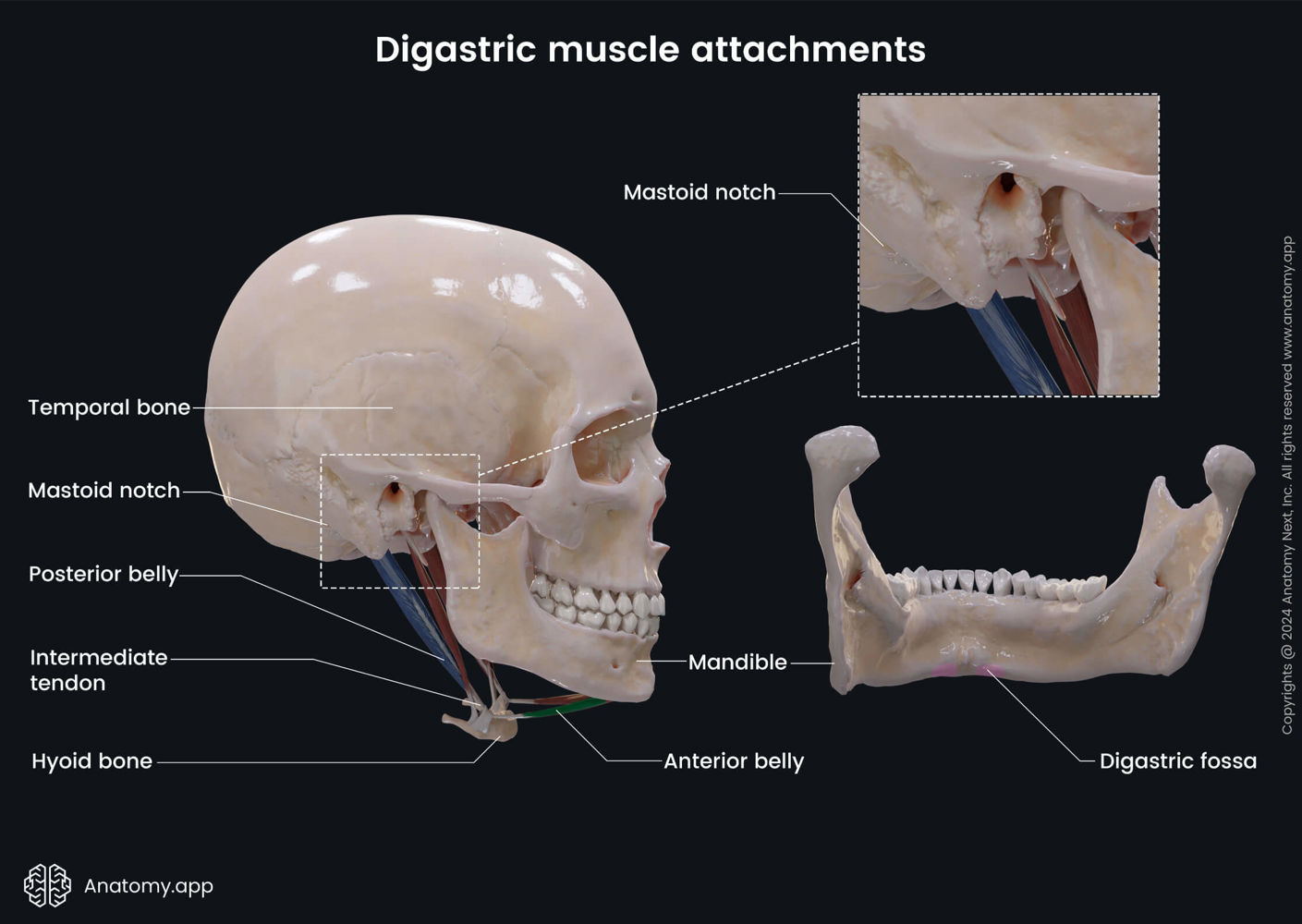 Digastric | Anatomy.app