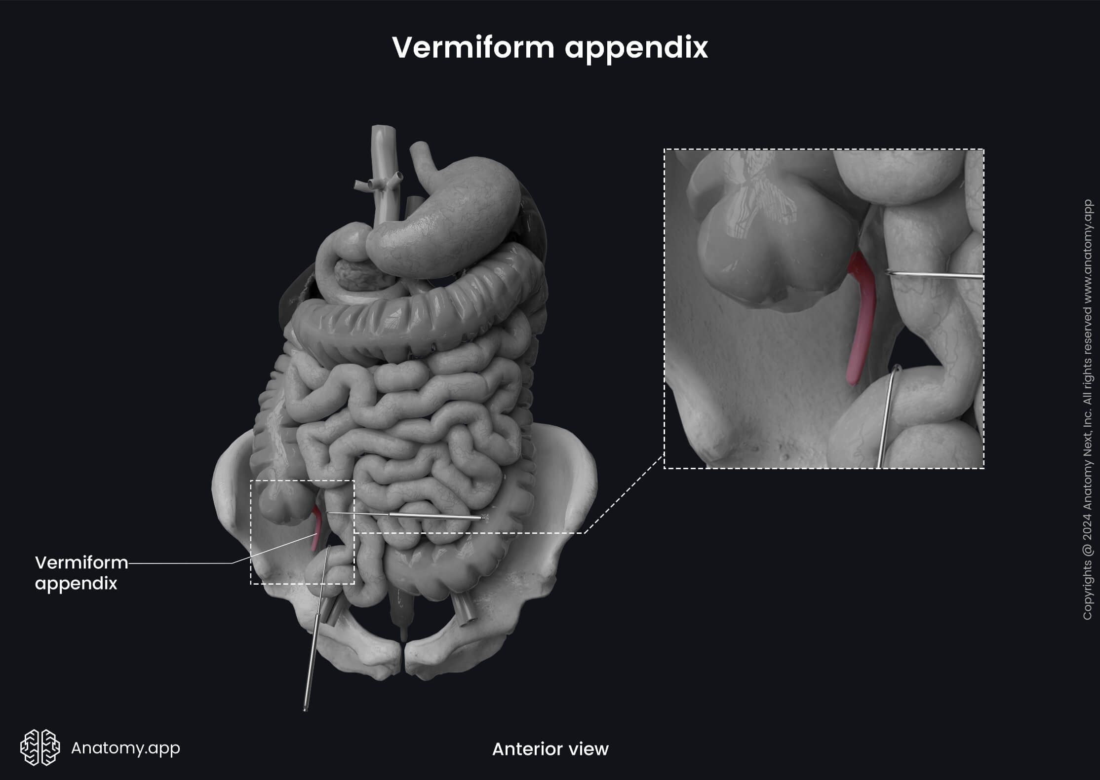 Cecum and vermiform appendix | Encyclopedia | Anatomy.app | Learn ...
