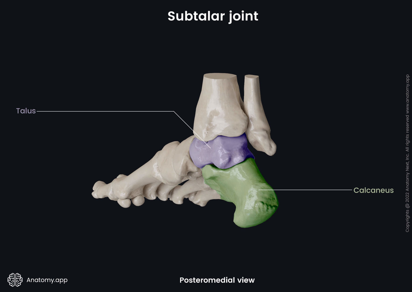 Subtalar joint | Anatomy.app
