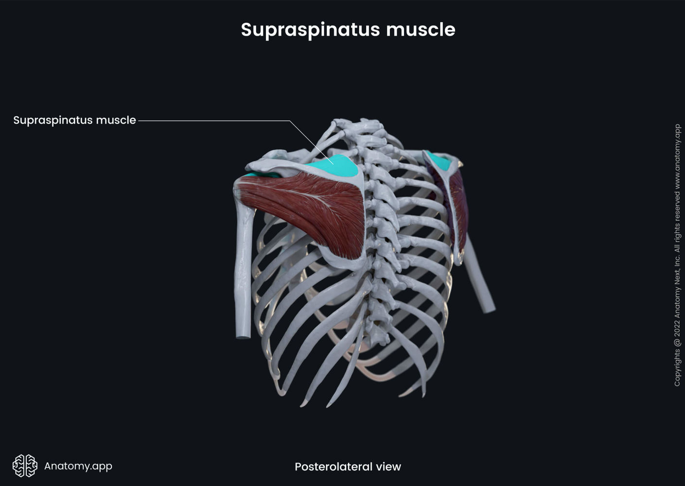 Supraspinatus | Anatomy.app