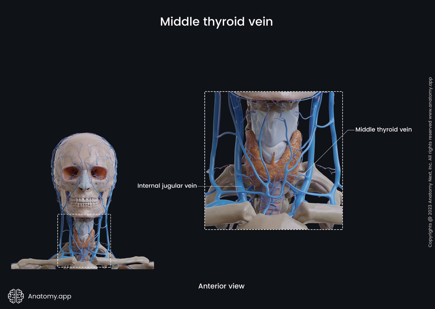 Middle thyroid vein | Anatomy.app