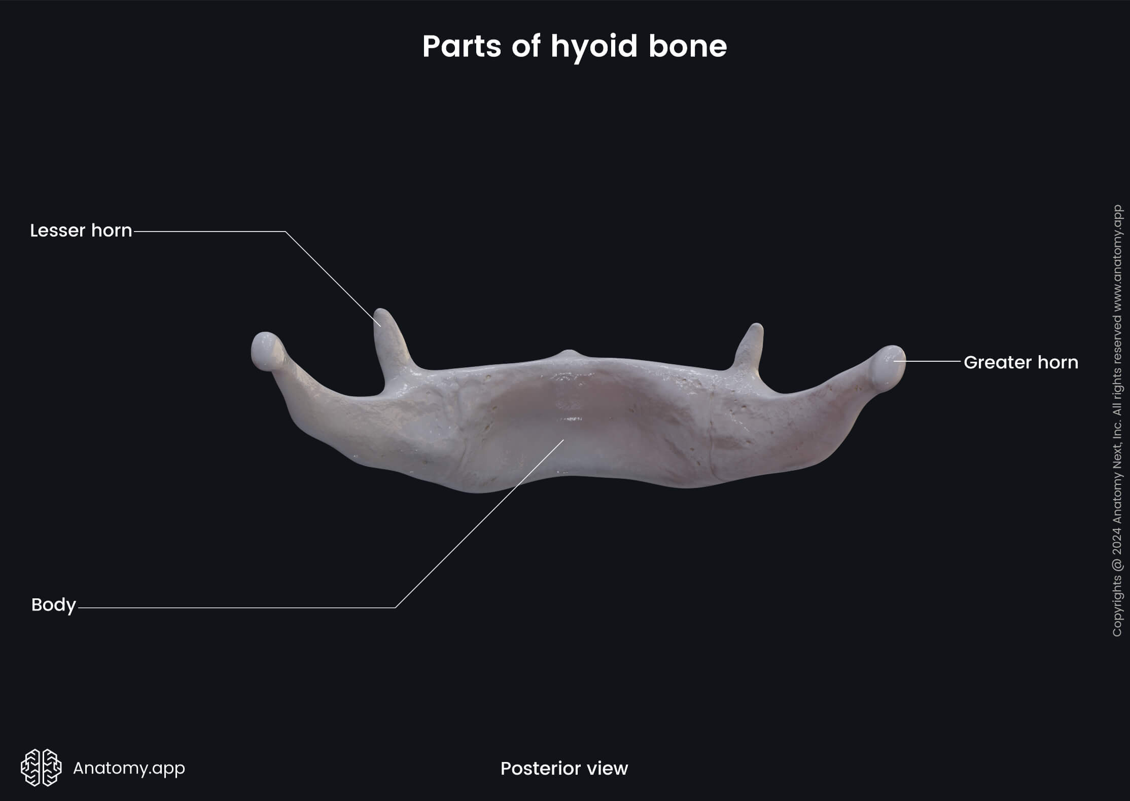 Hyoid bone | Encyclopedia | Anatomy.app | Learn anatomy | 3D models ...