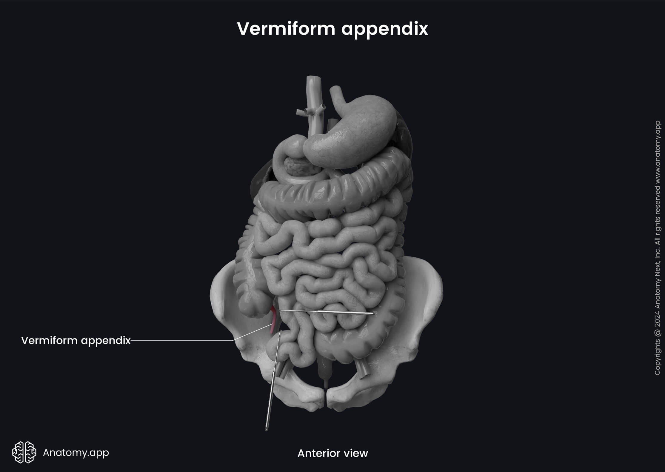 Cecum and vermiform appendix | Encyclopedia | Anatomy.app | Learn ...