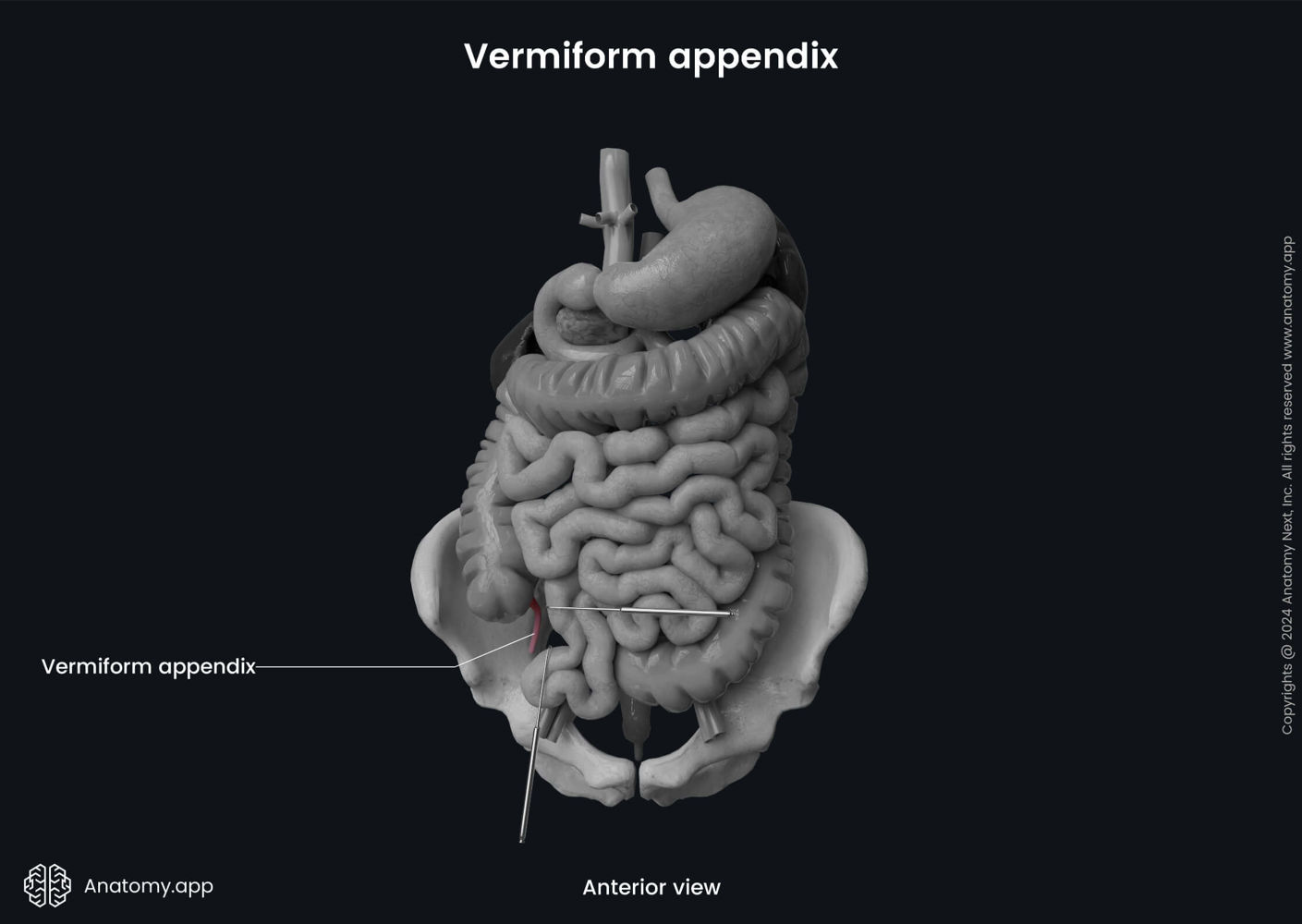 Cecum and vermiform appendix | Anatomy.app