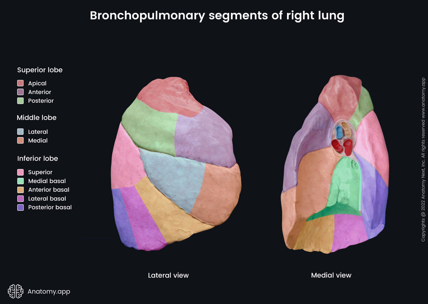 Lungs | Anatomy.app