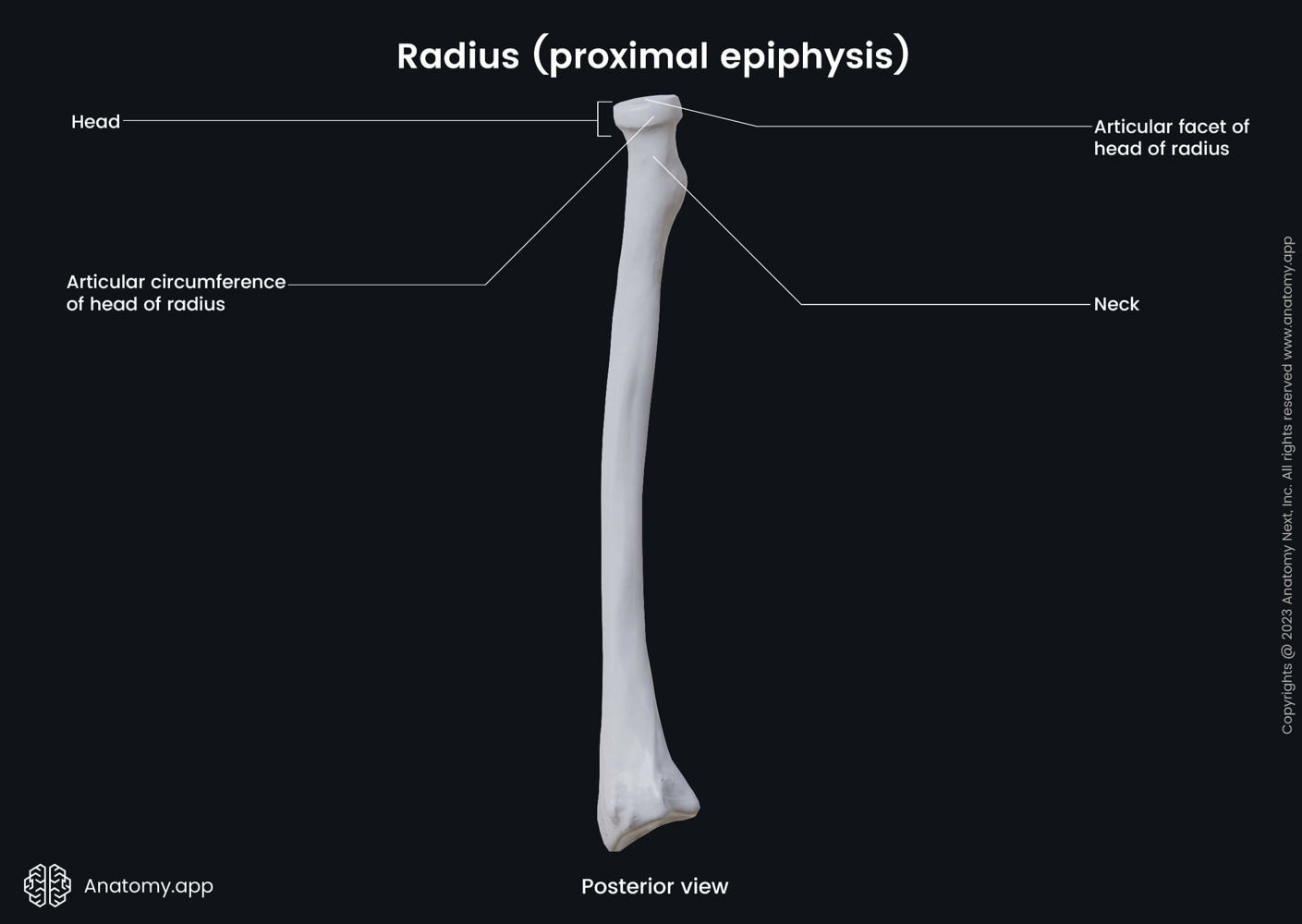 Radius | Anatomy.app