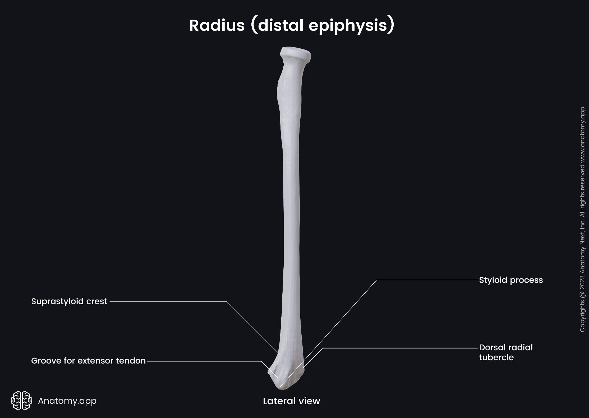 Radius | Encyclopedia | Anatomy.app | Learn anatomy | 3D models ...