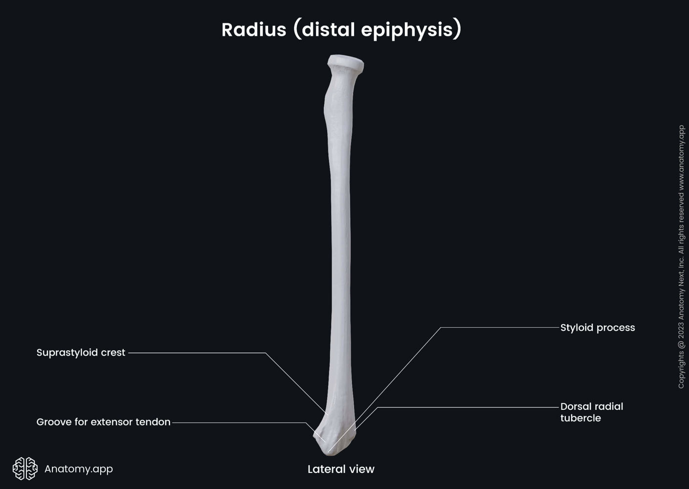 Radius | Anatomy.app
