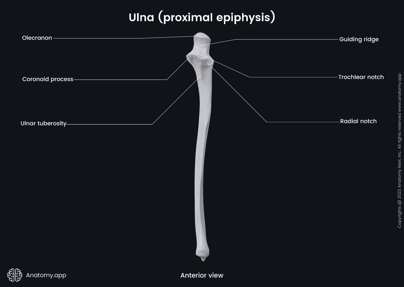 Ulna | Anatomy.app