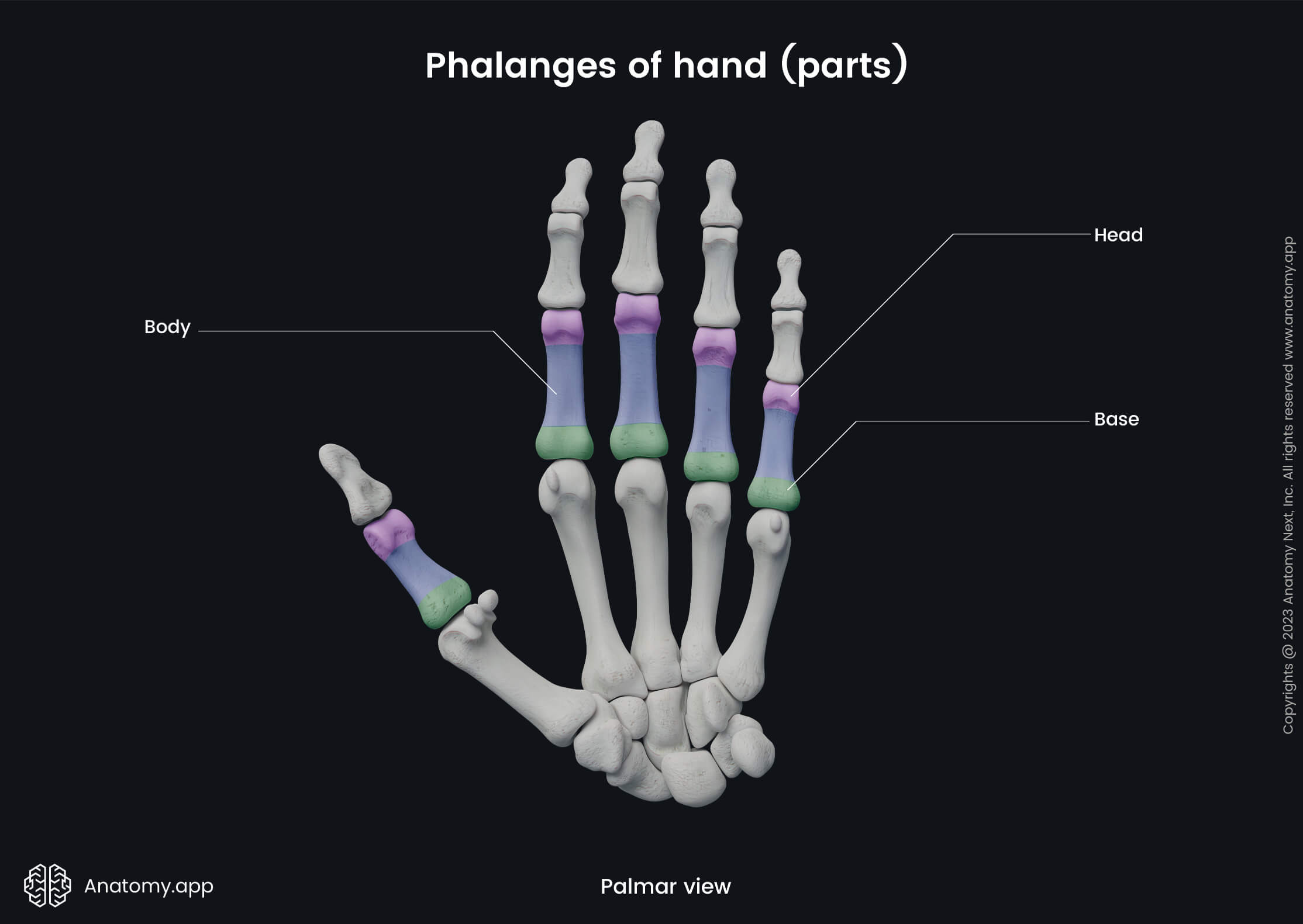 Phalanges of hand | Encyclopedia | Anatomy.app | Learn anatomy | 3D ...