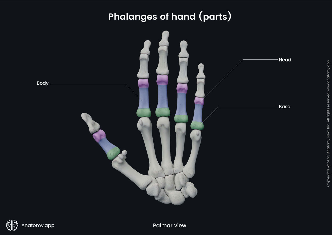 Phalanges of hand | Anatomy.app