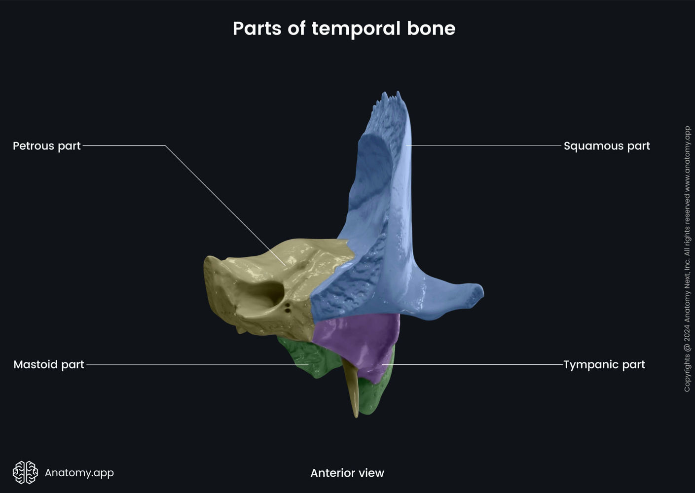 Temporal bone | Anatomy.app
