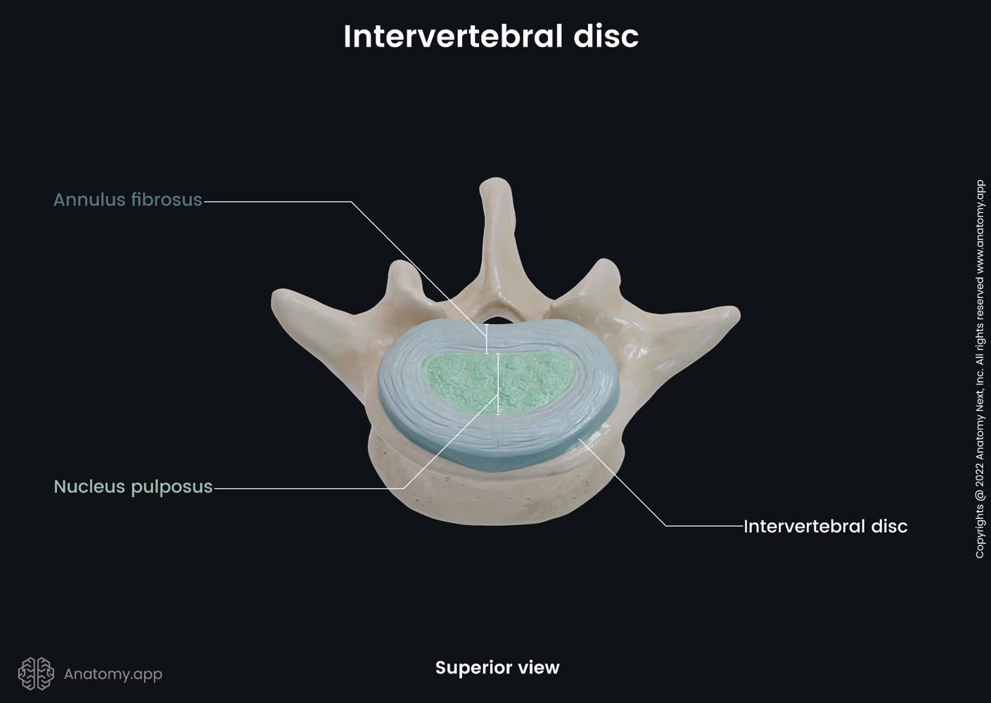 Intervertebral discs | Anatomy.app