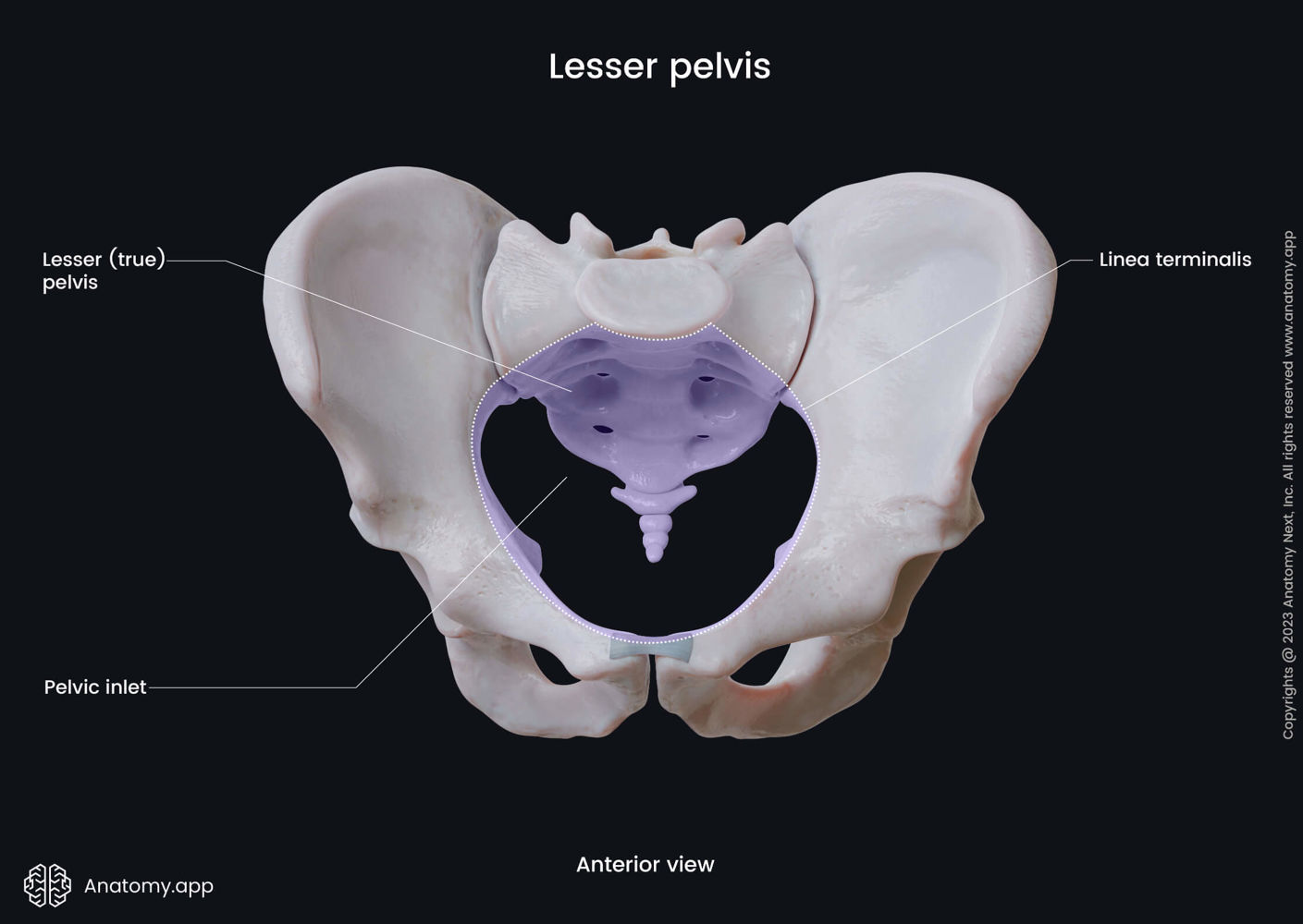 Pelvis | Anatomy.app