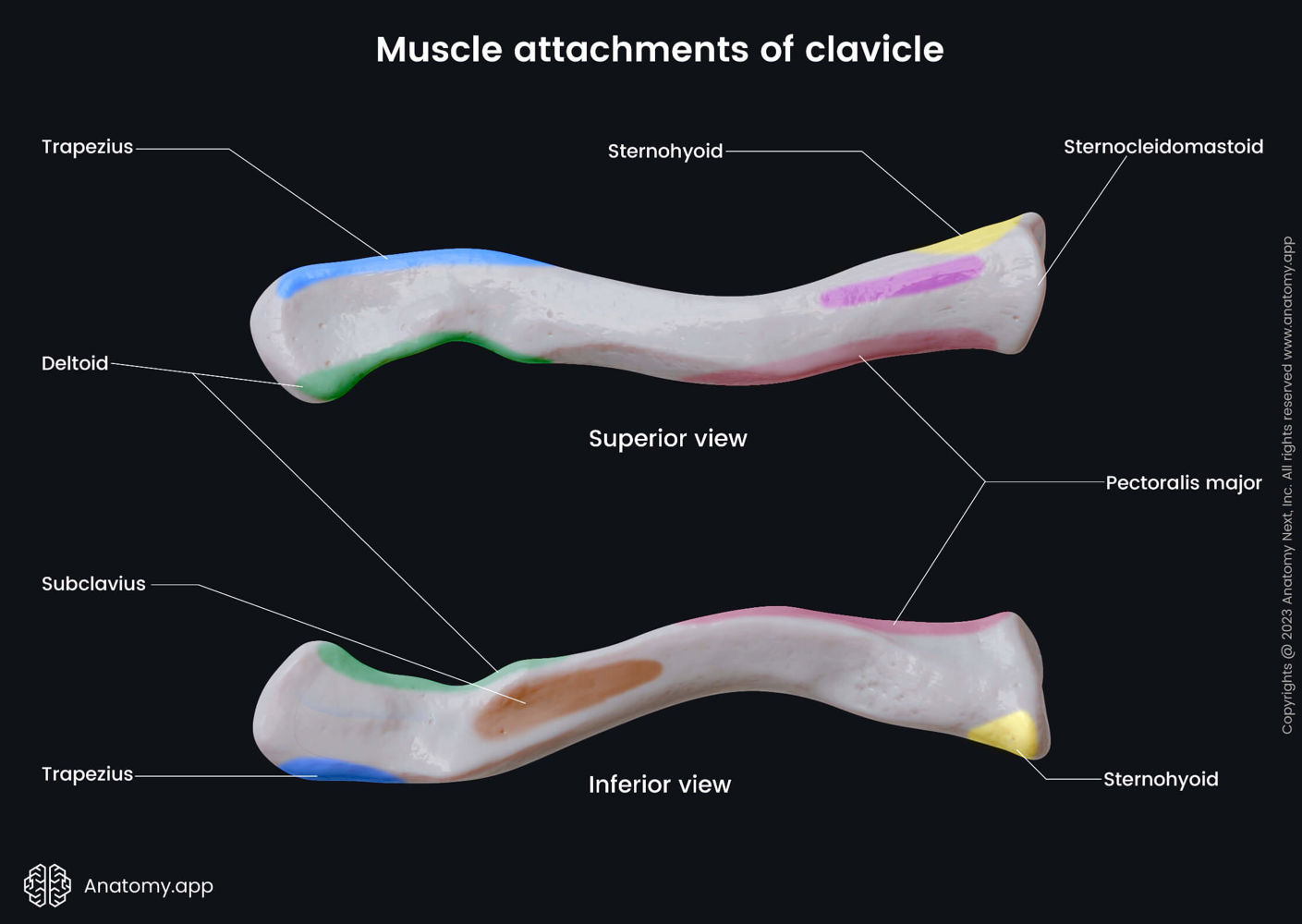 Clavicle | Anatomy.app