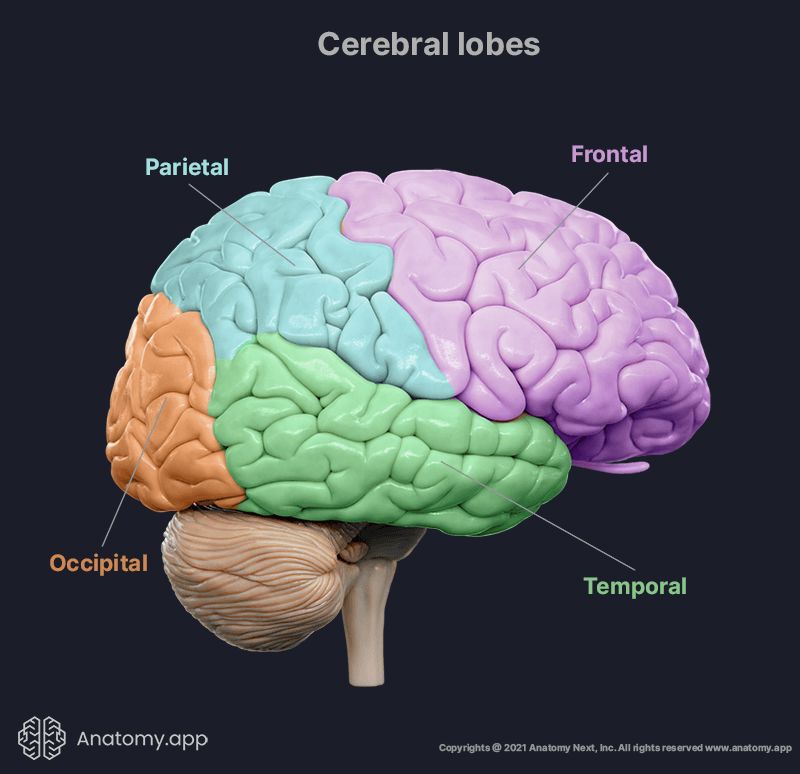 Brain | Anatomy.app