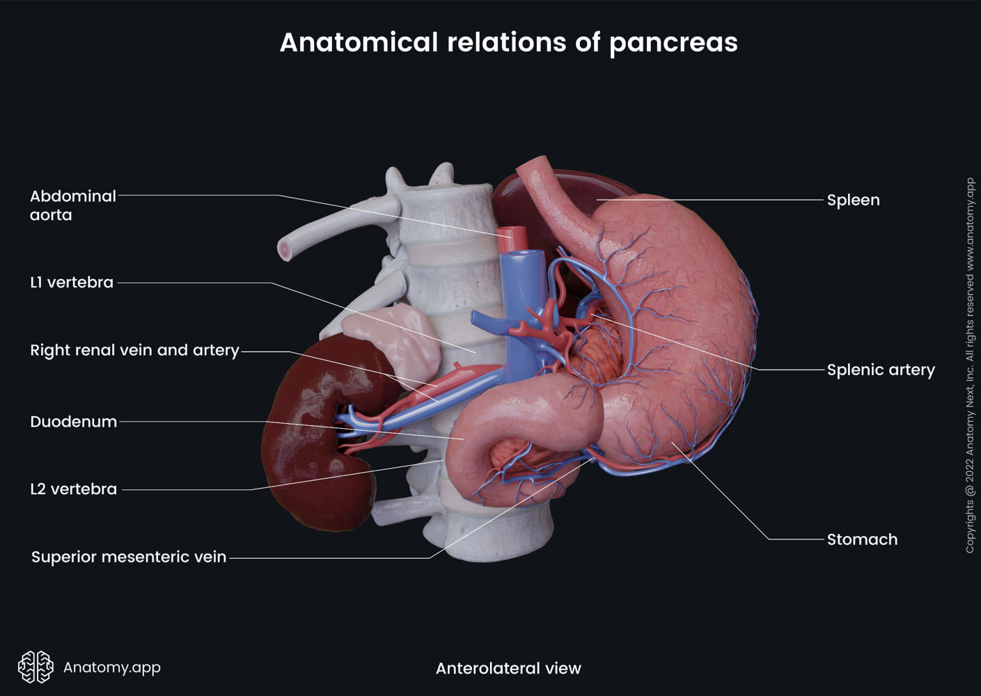Pancreas | Anatomy.app