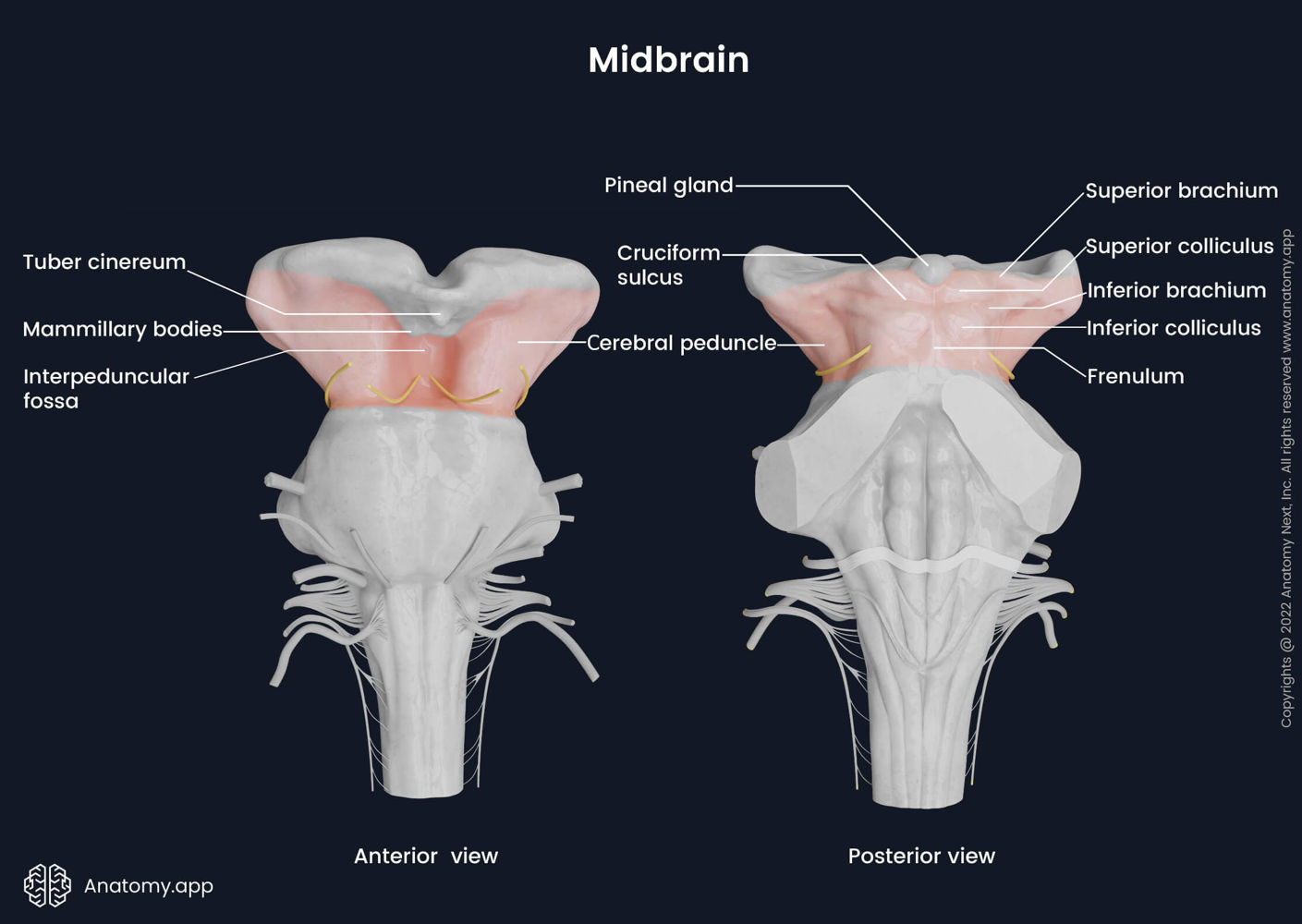 Midbrain | Anatomy.app