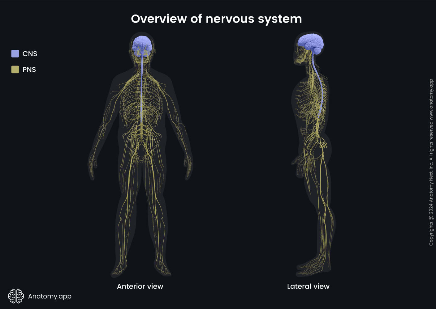 Central nervous system | Anatomy.app