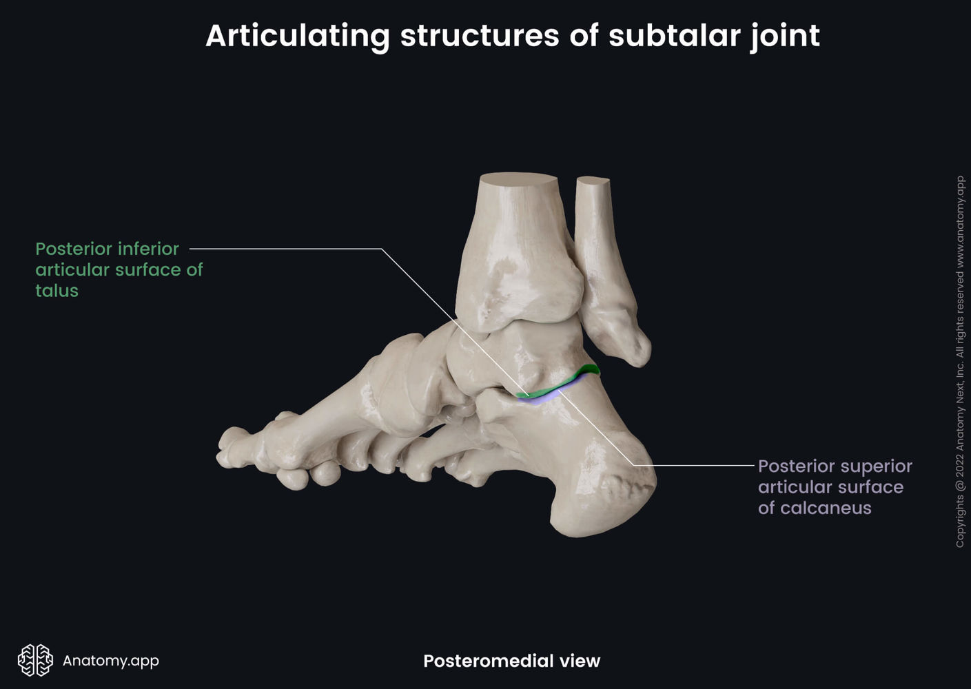 Subtalar joint | Anatomy.app