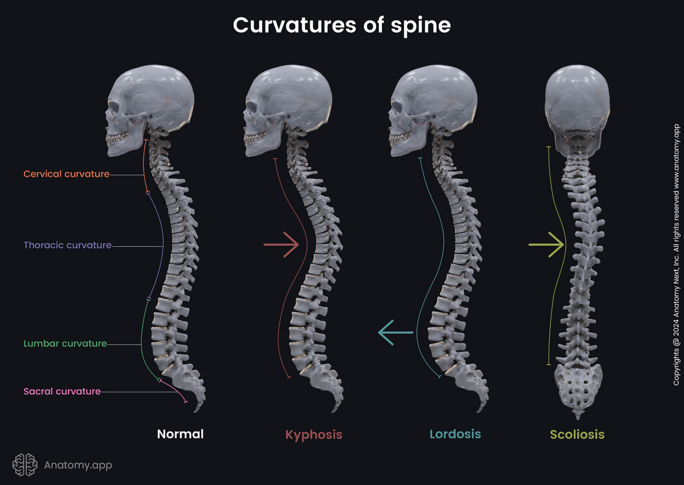 5 Everyday Actions That Wreck Your Spine | Anatomy.app