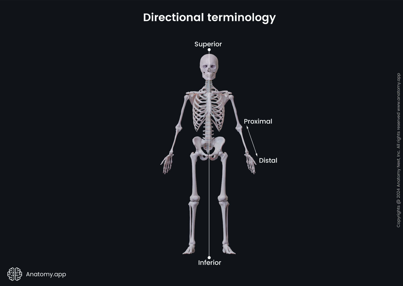 Anatomical terminology | Anatomy.app