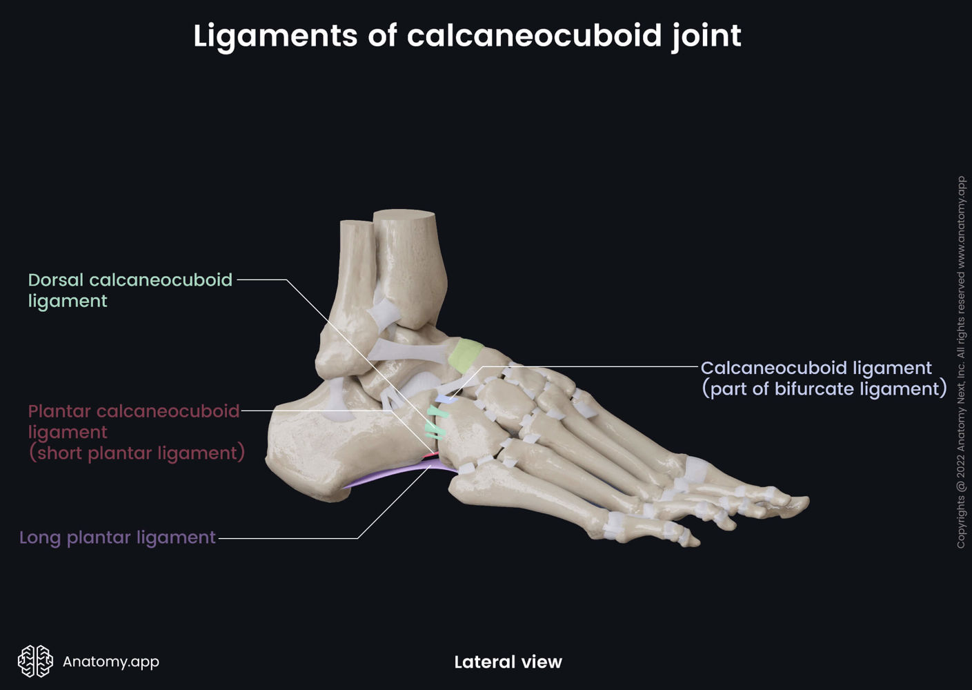 Calcaneocuboid joint | Anatomy.app