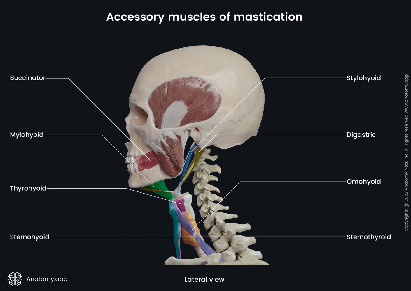 Muscles of mastication | Anatomy.app