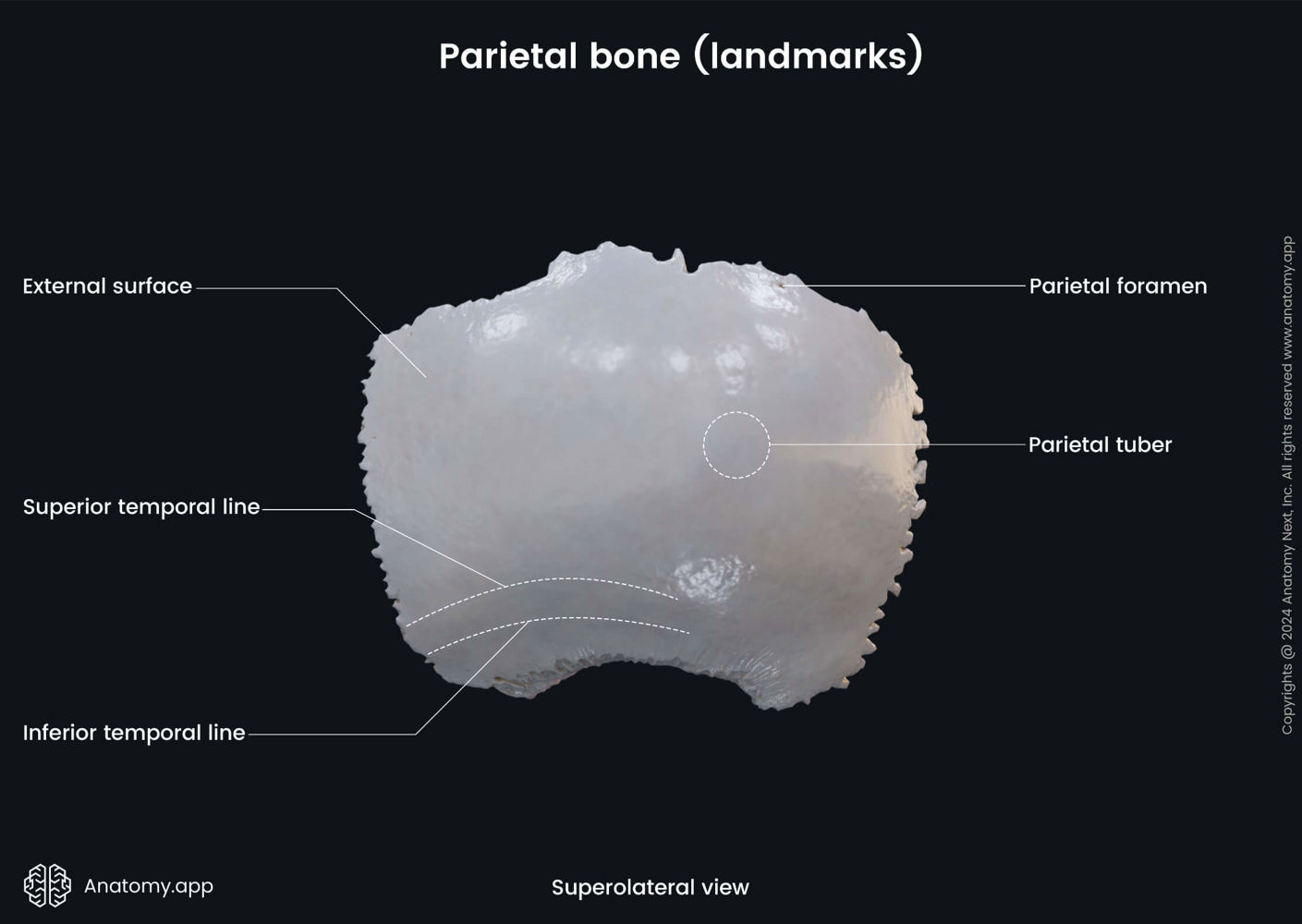 Parietal bone | Anatomy.app