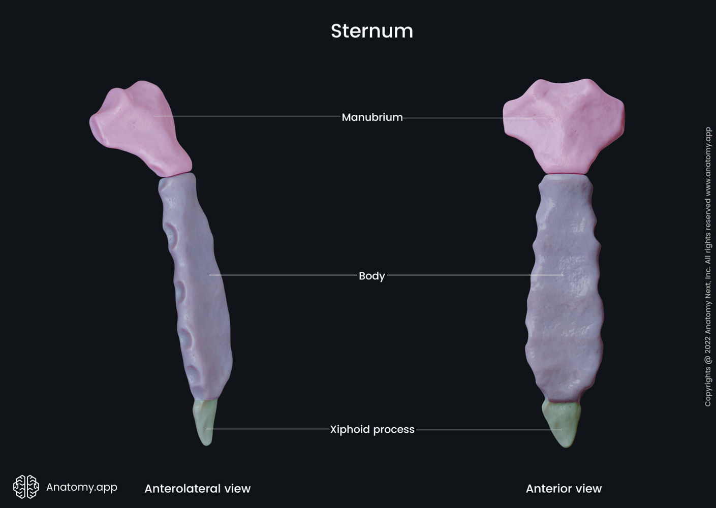 Sternum | Anatomy.app