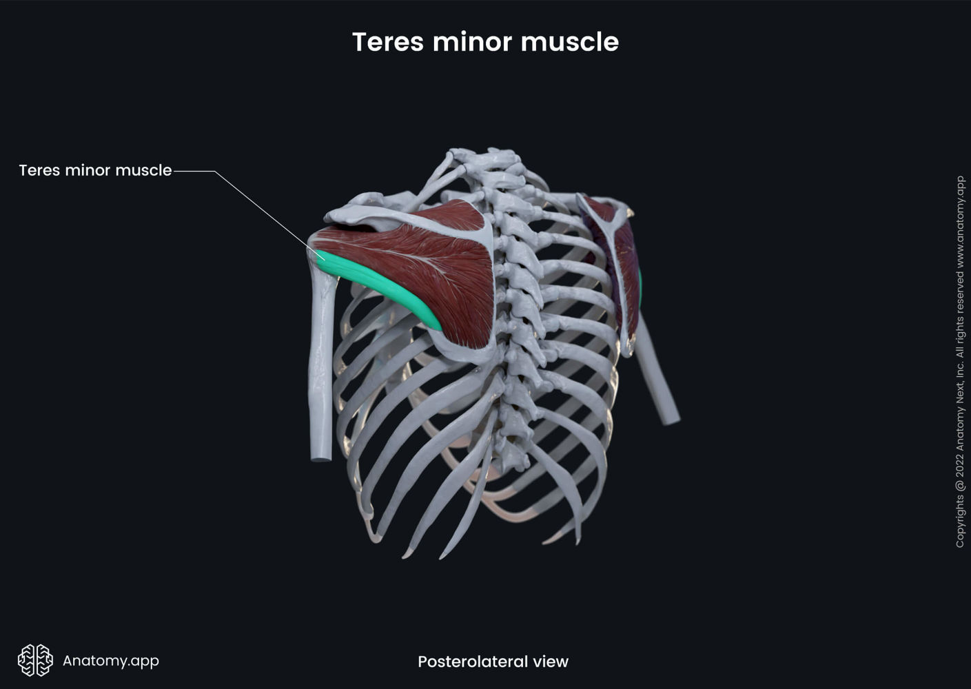 Teres minor | Anatomy.app