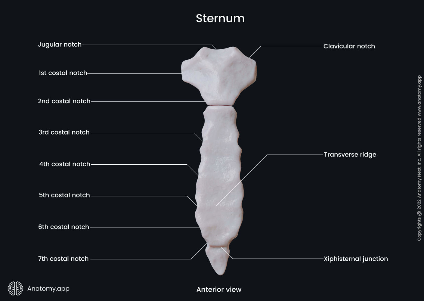 Sternum | Anatomy.app