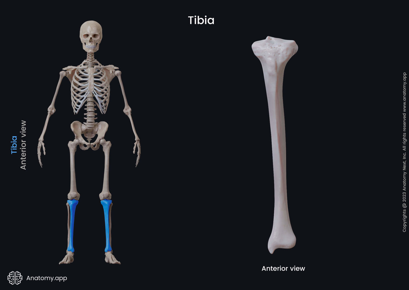 Tibia | Anatomy.app