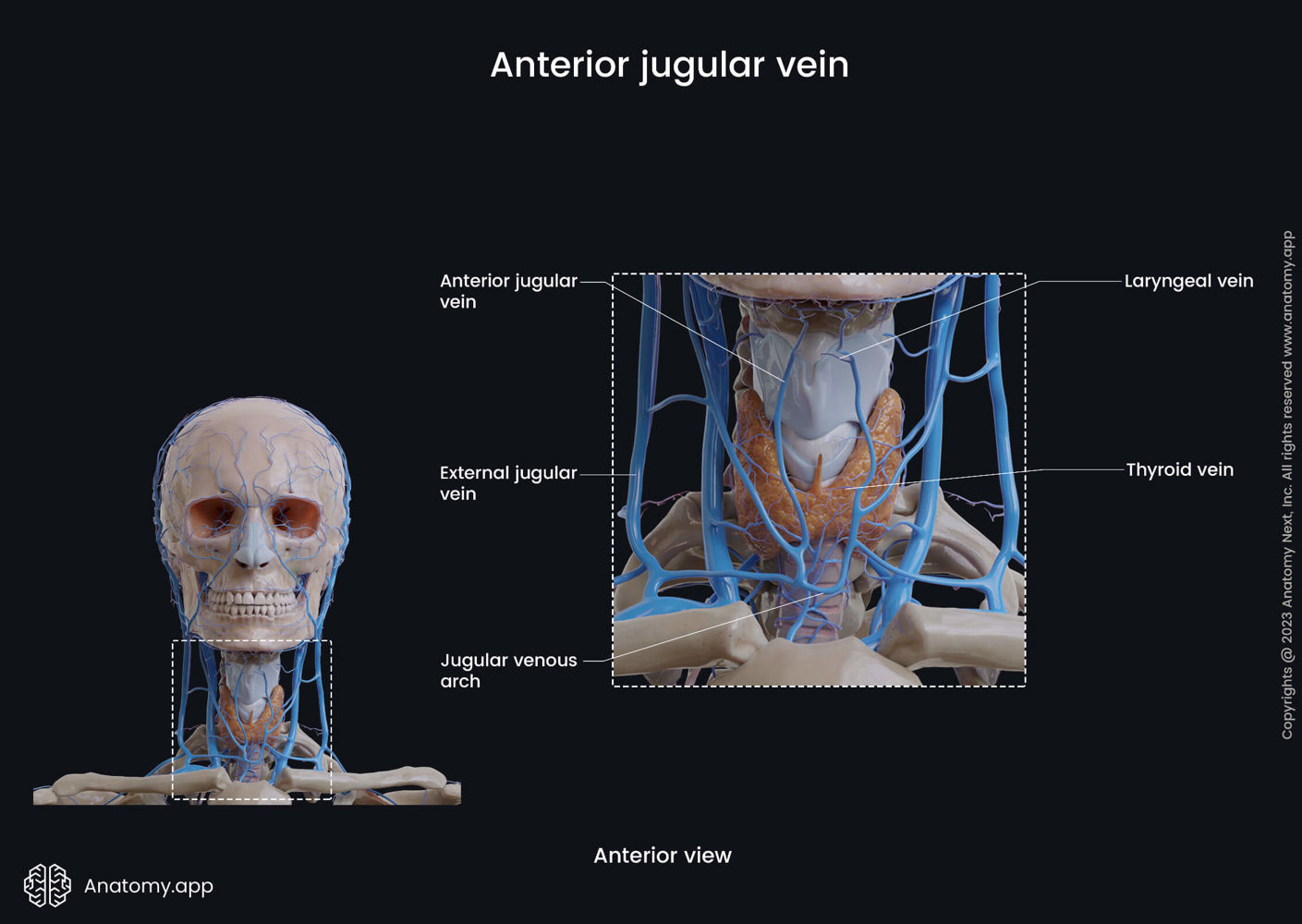 Anterior jugular vein | Anatomy.app