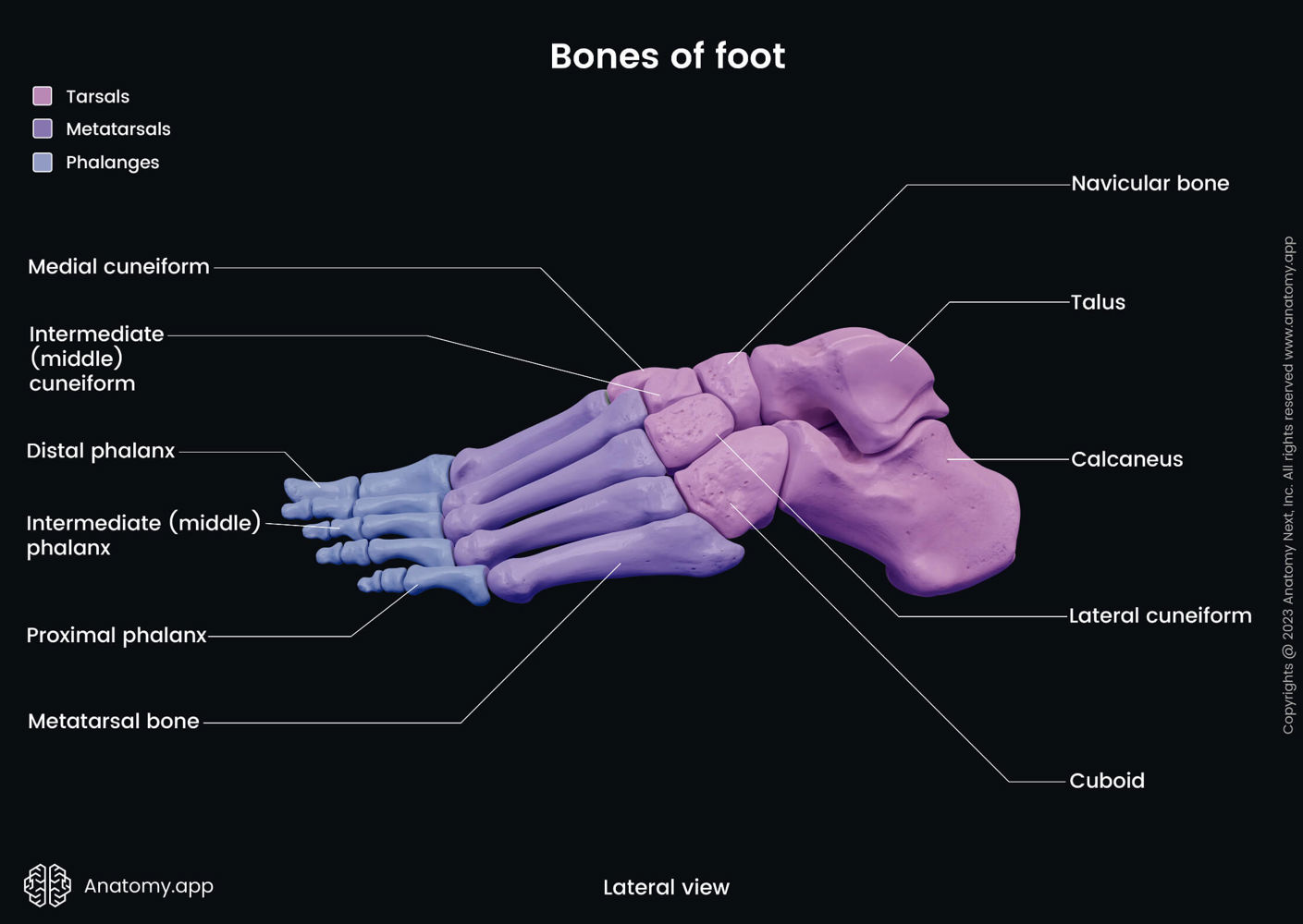 Bones of foot | Anatomy.app