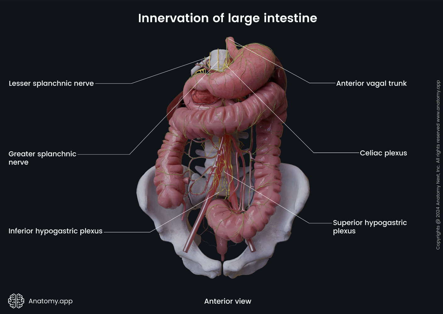 Large intestine | Anatomy.app