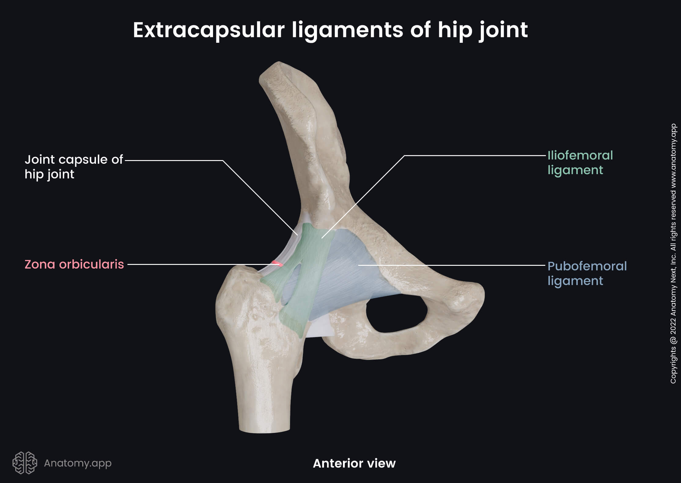 Hip joint | Encyclopedia | Anatomy.app | Learn anatomy | 3D models ...