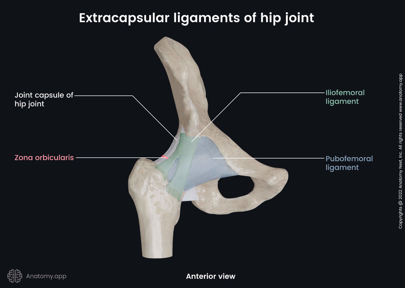 Hip joint | Anatomy.app