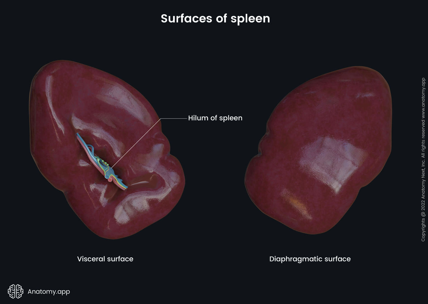 Spleen | Anatomy.app